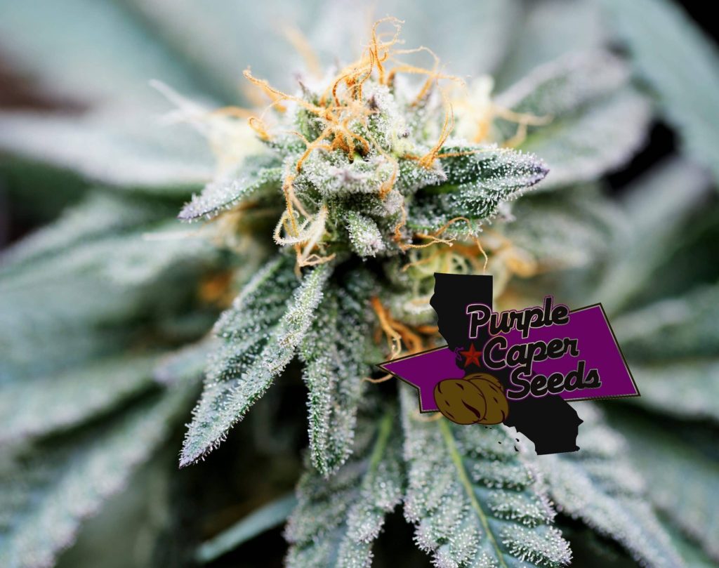 Gold Runtz Cake Auto Cannabis Seeds – Purple Caper Cannabis Seeds