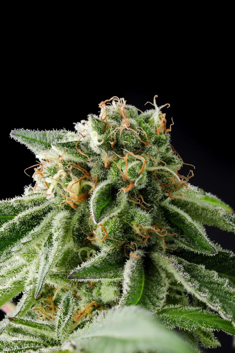 Illegal Alien (Alien Technology BX) Feminized Seeds – Purple Caper ...